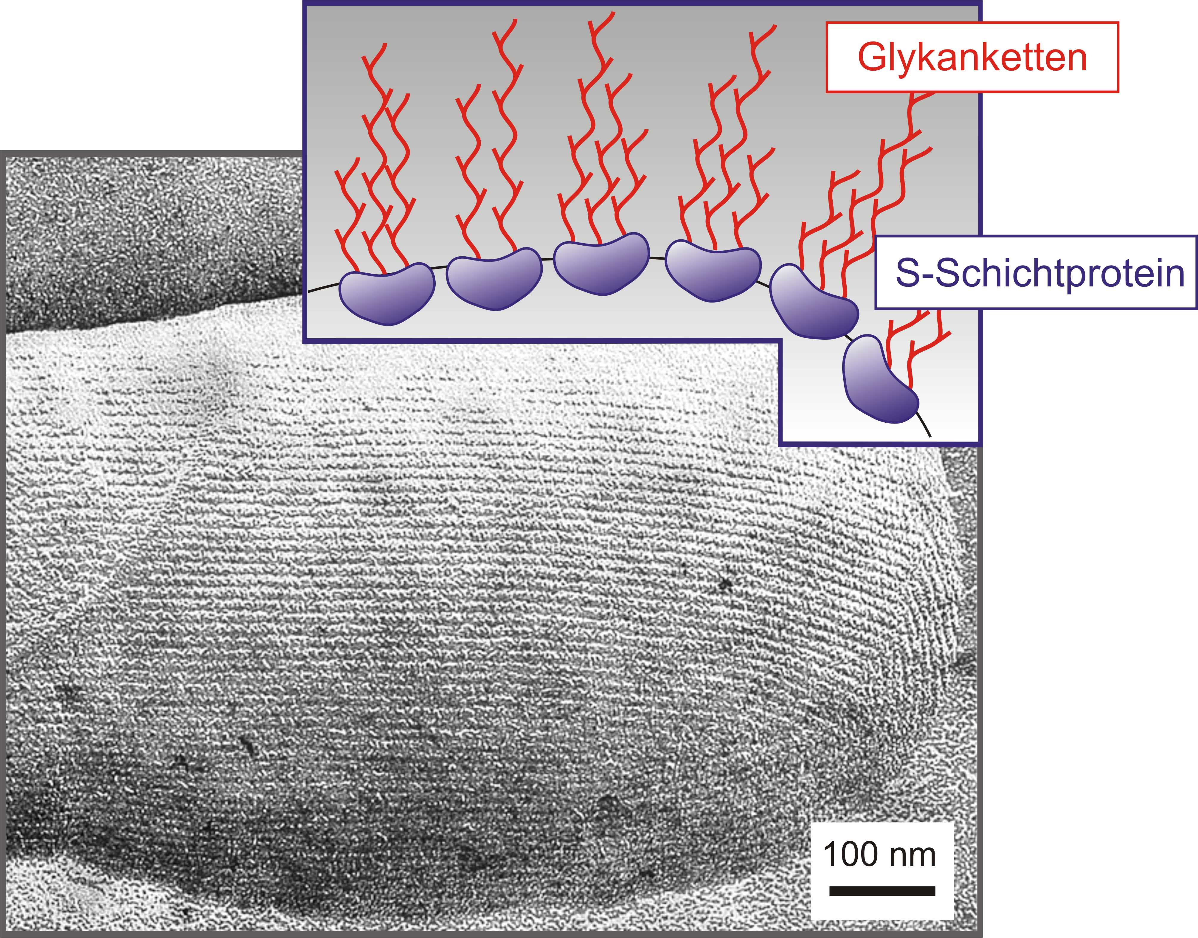 Protein & Sugar – Bacteria’s Proven Recipe for Survival | PR&D – Public ...